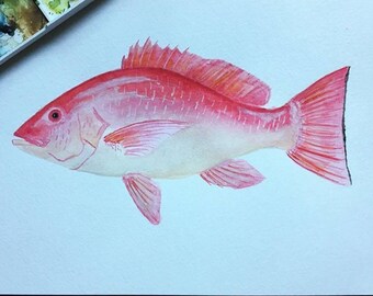 Red Snapper Fish original Artwork Watercolor Painting Print Beach House ...