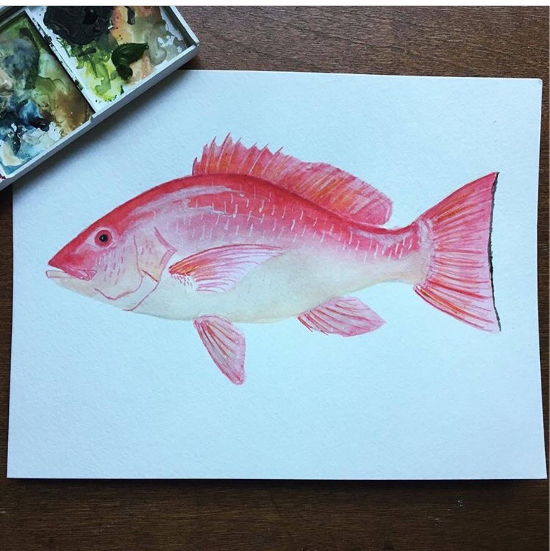 Watercolor Red Snapper - Etsy