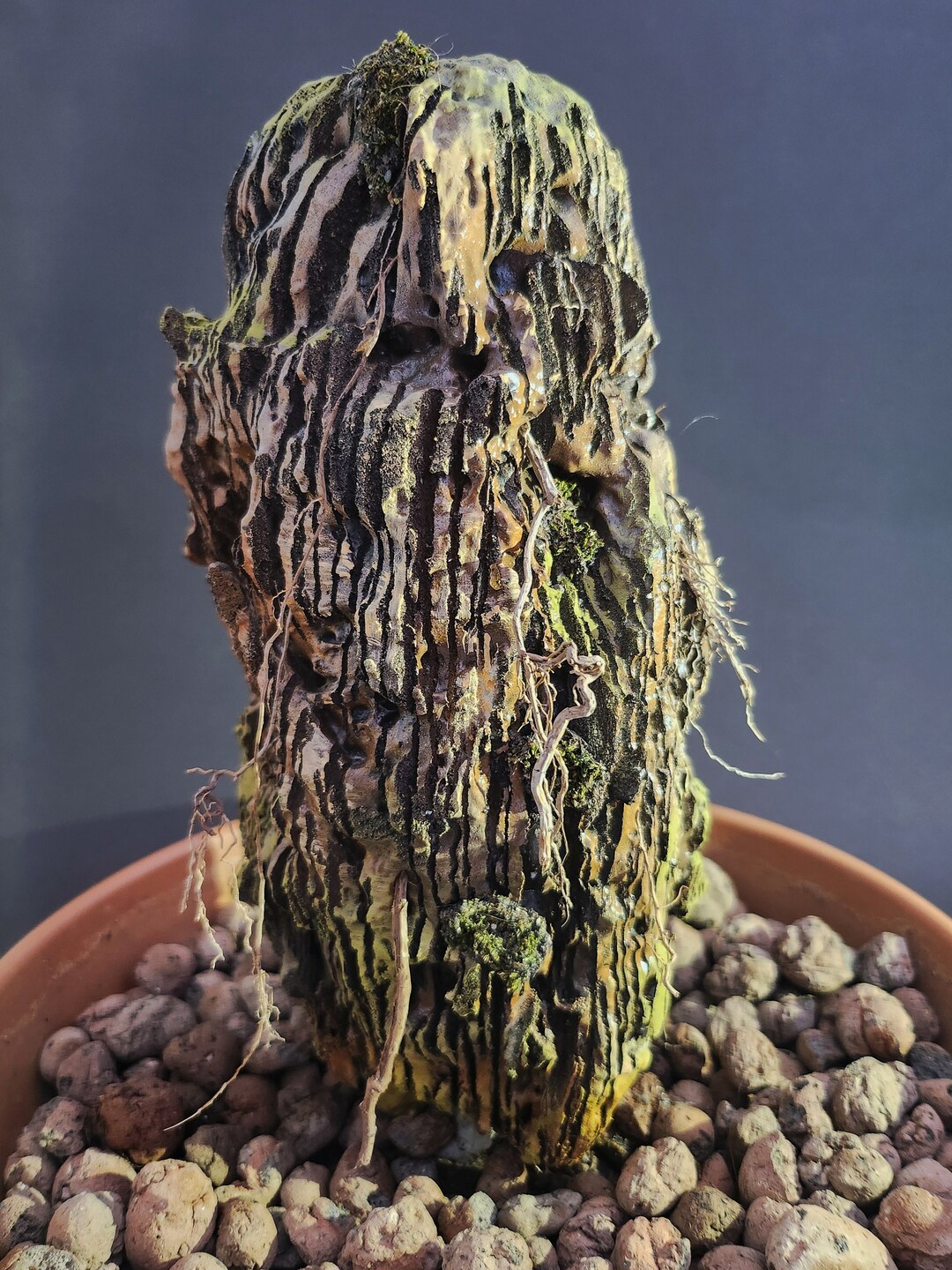 Realistic Diorama Miniature Cliff Rock Formation. Decorative. Perfect ...