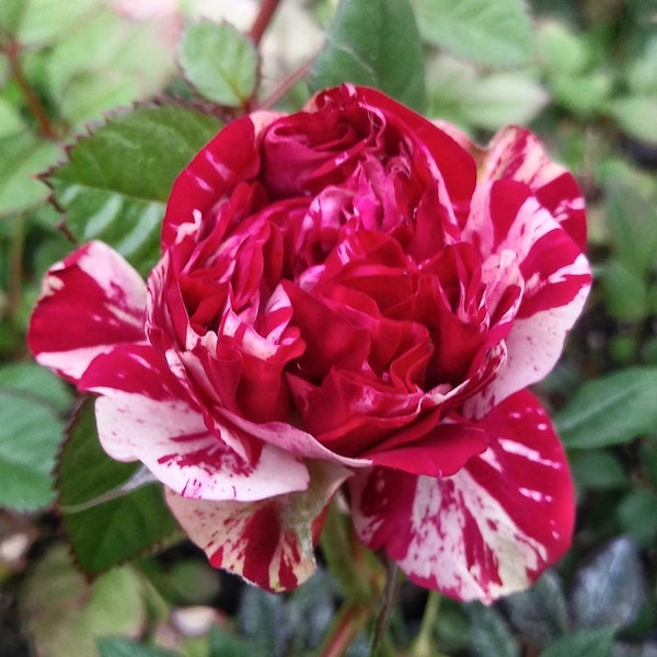 Miniature Rose Plant - Etsy