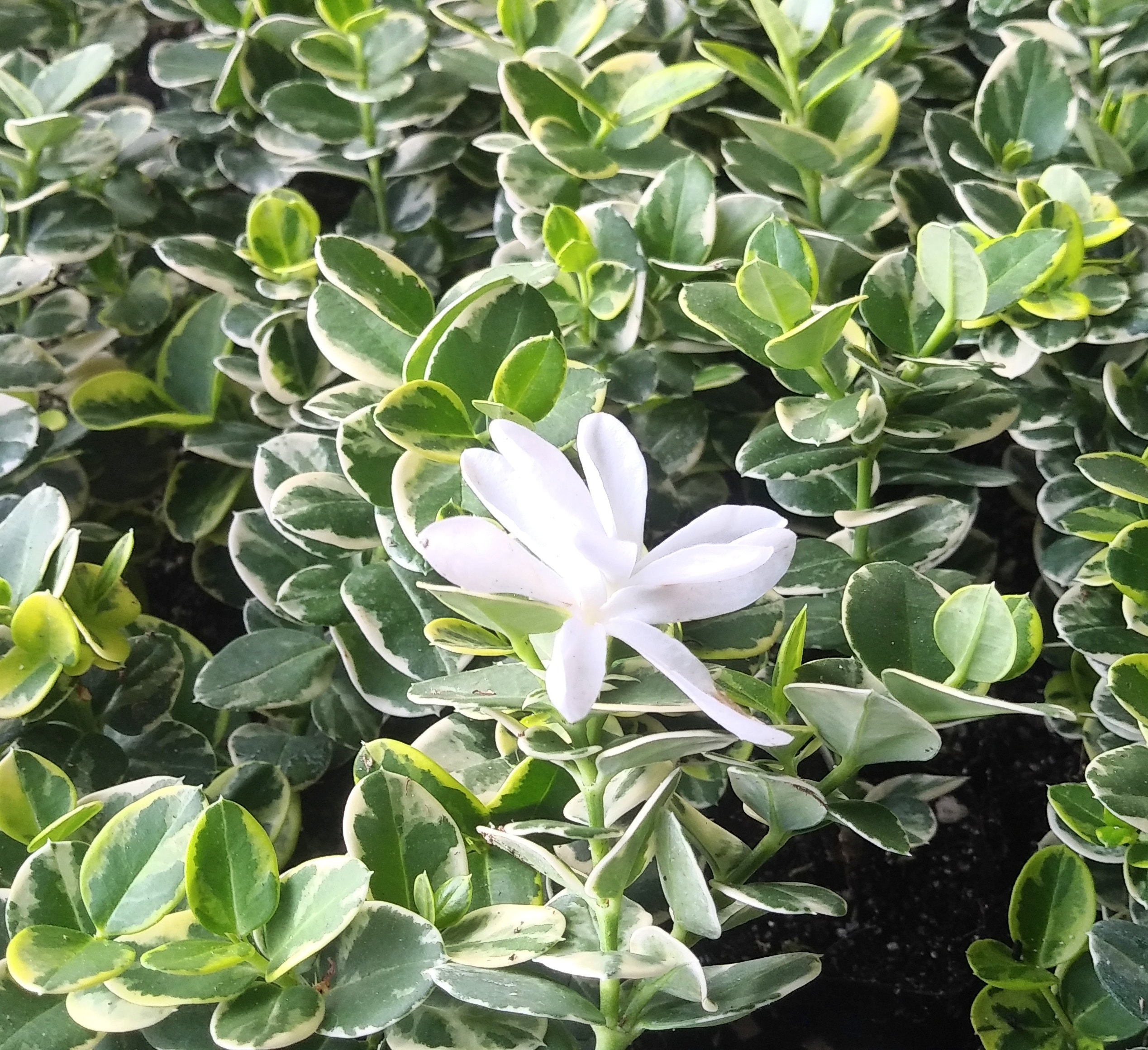 Carissa Macrocarpa Flower