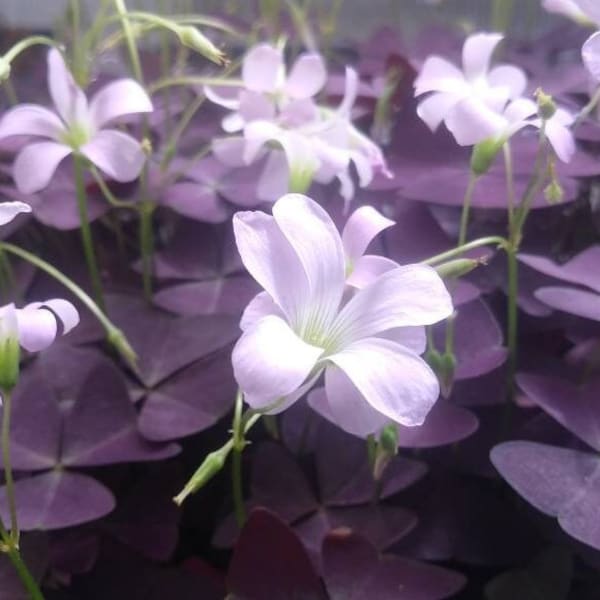 Oxalis Bulbs - Etsy