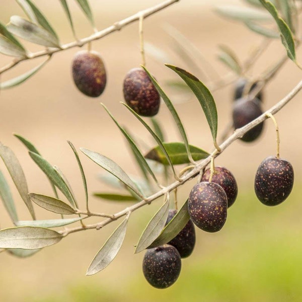 Olive Tree - Etsy