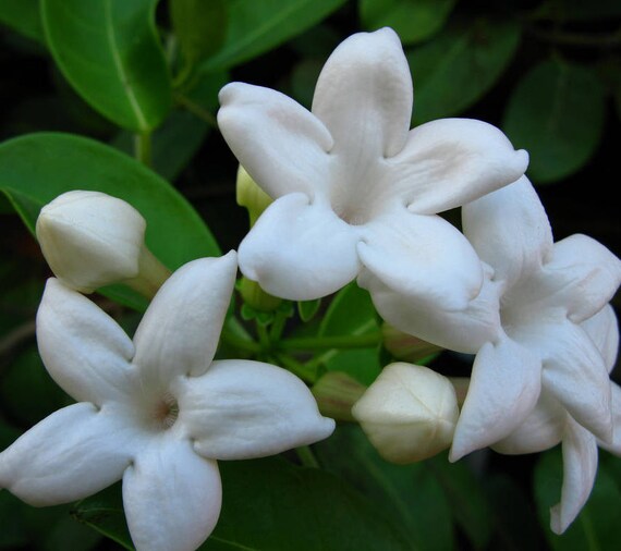 Blue Stephanotis Flowers