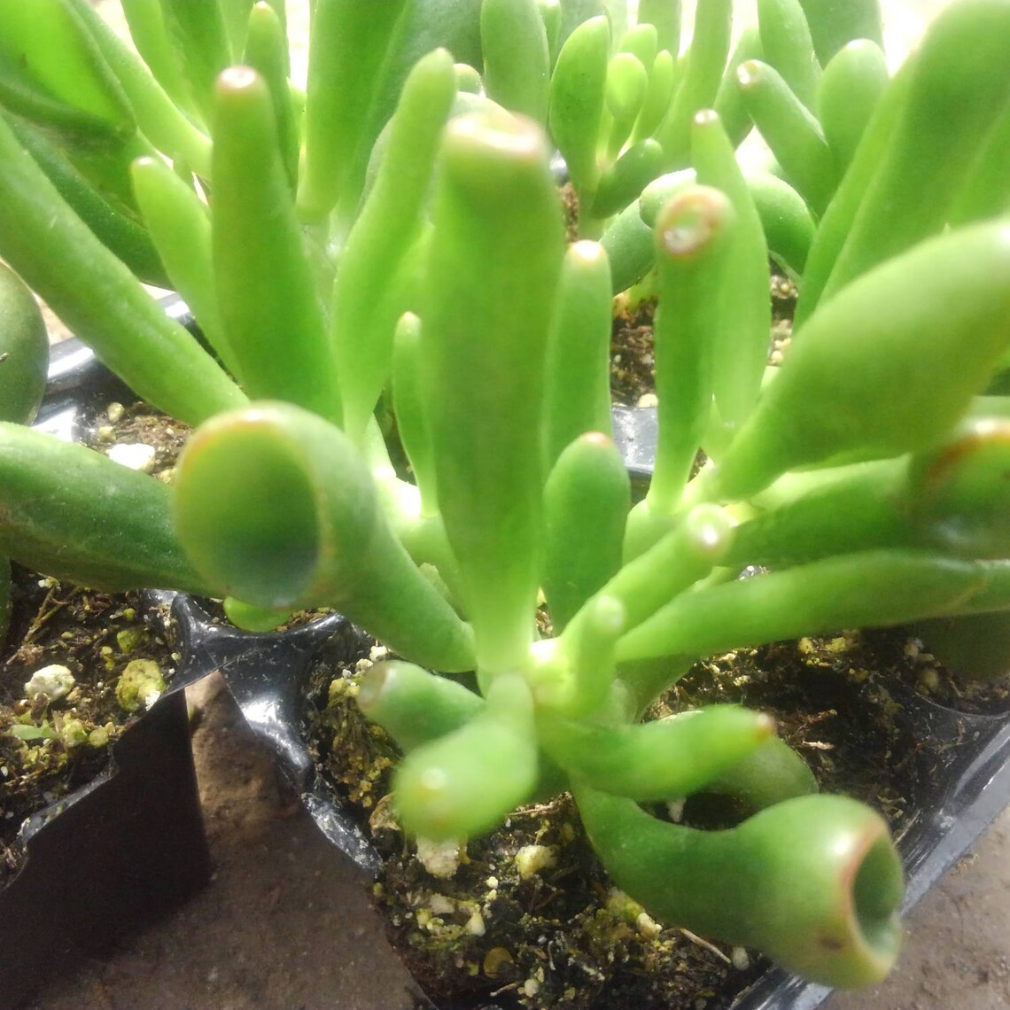 Hobbit Jade Plant Crassula Ovata Hobbit' AKA Gollum - Etsy