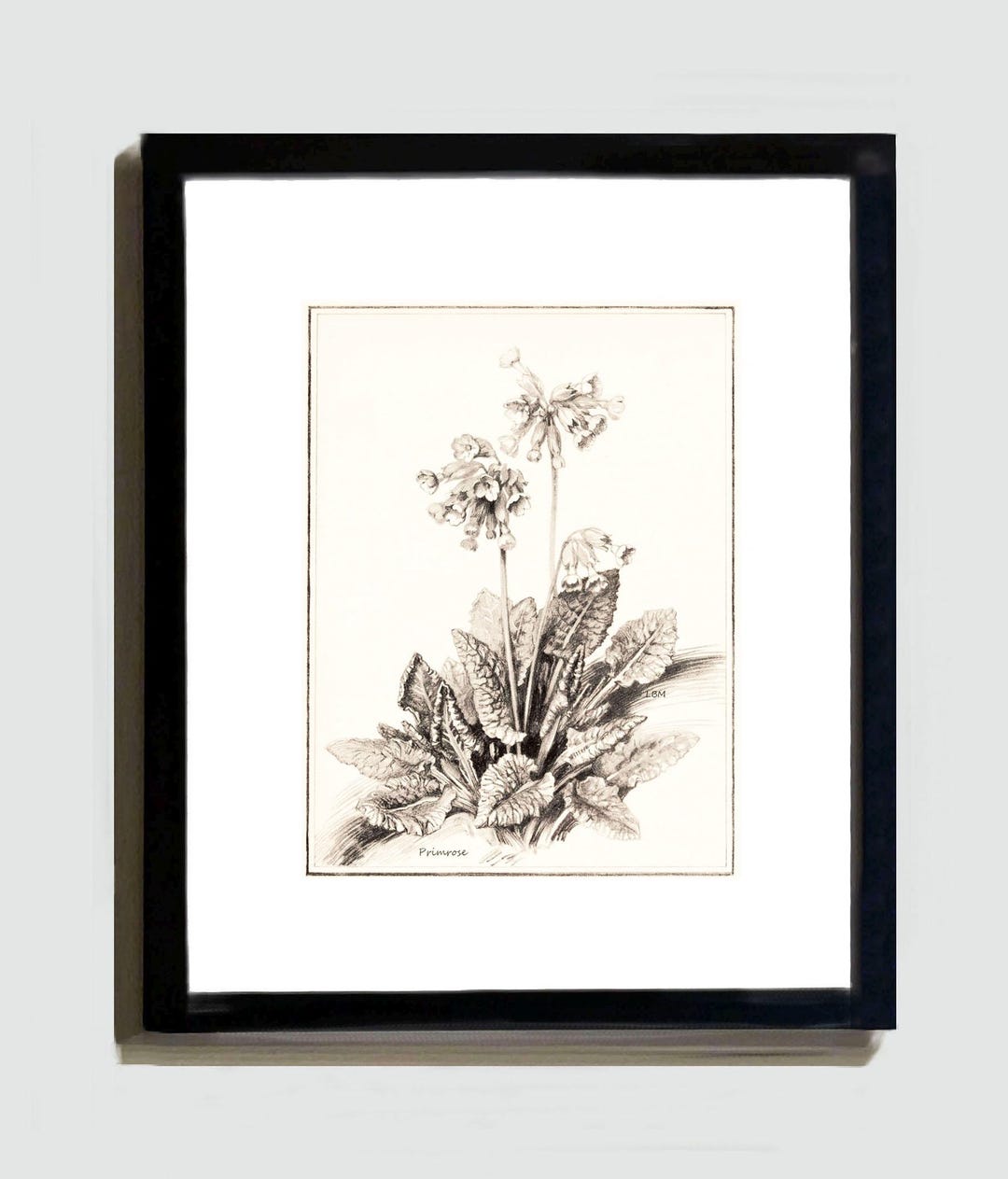 Primrose, Known as Cowslip, Botanical Herb Print Bouquet, 1920's Black ...
