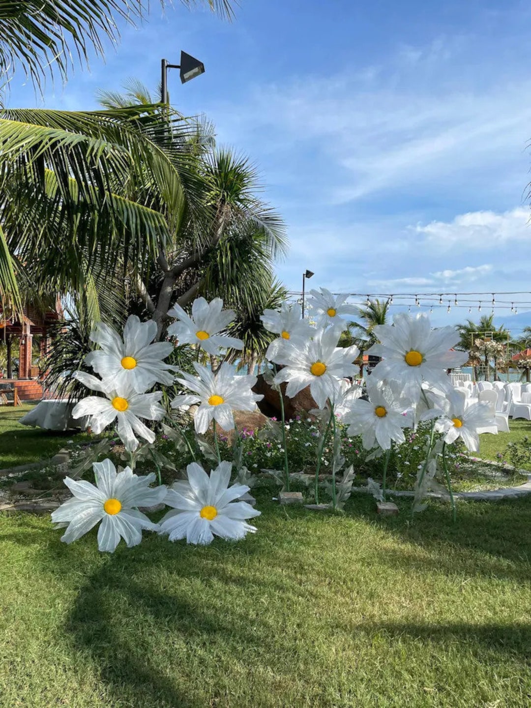 Daisy Giant Flowers Set 15 Plants - Etsy