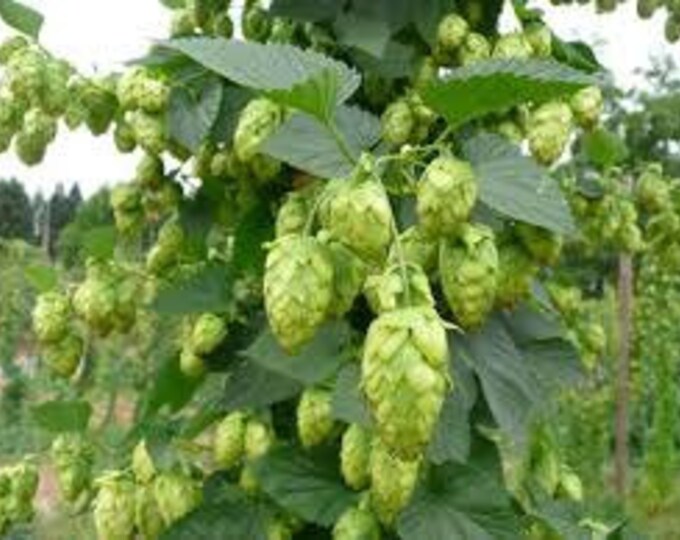 Whole Cone Cascade Hops (for Brewing, Diy Hop Tinctures, Tea, Ect) - Etsy