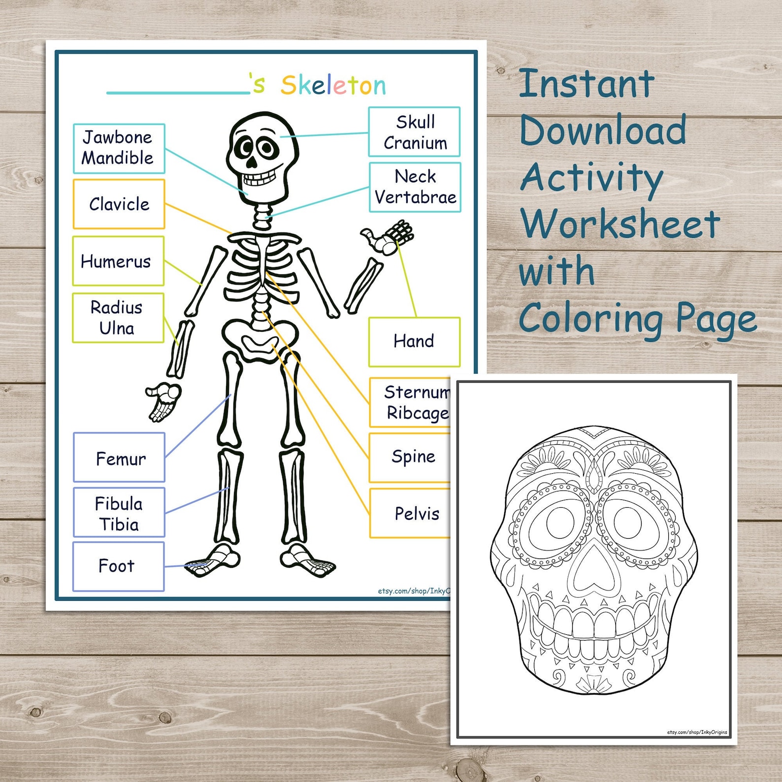 Printable Skeleton Activity Pack, Coloring Page, Kids Learning Science ...