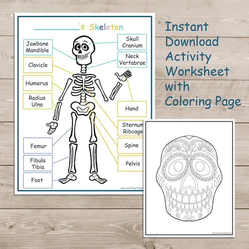 Printable Skeleton Activity Pack, Coloring Page, Kids Learning Science ...