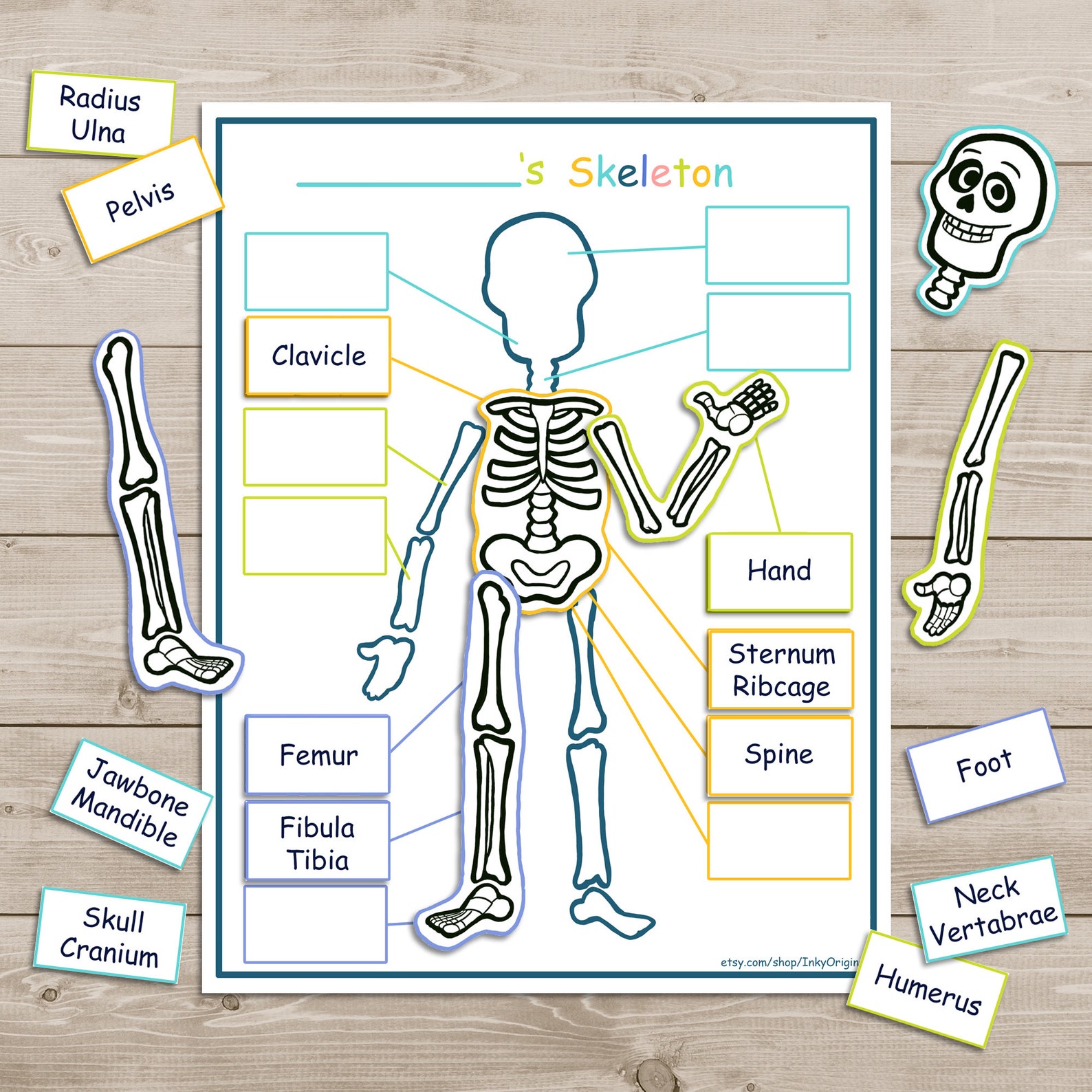Printable Skeleton Activity Pack, Coloring Page, Kids Learning Science ...
