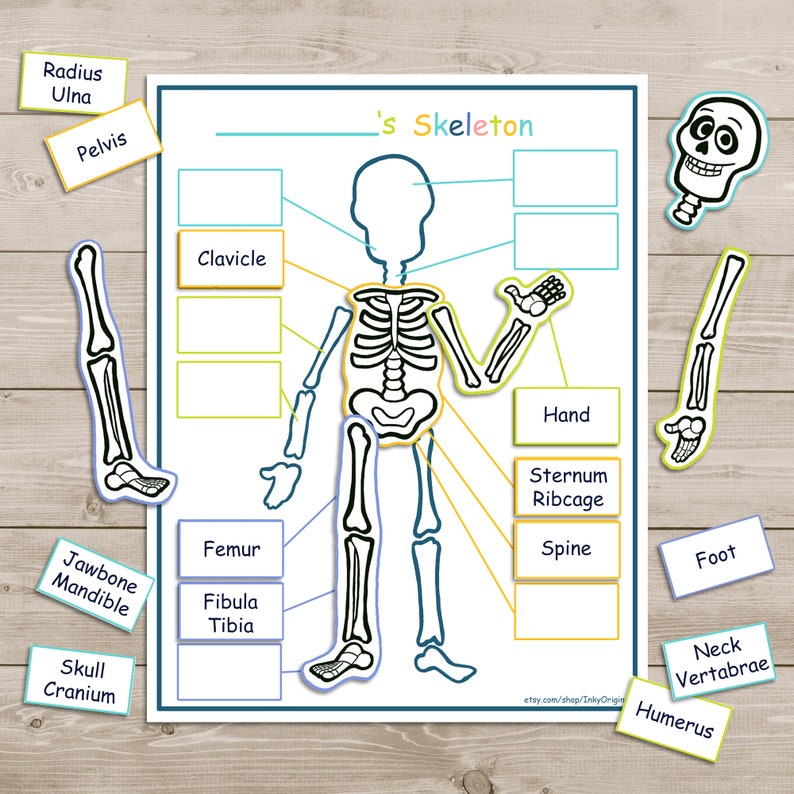 Printable Skeleton Activity Pack, Coloring Page, Kids Learning Science ...