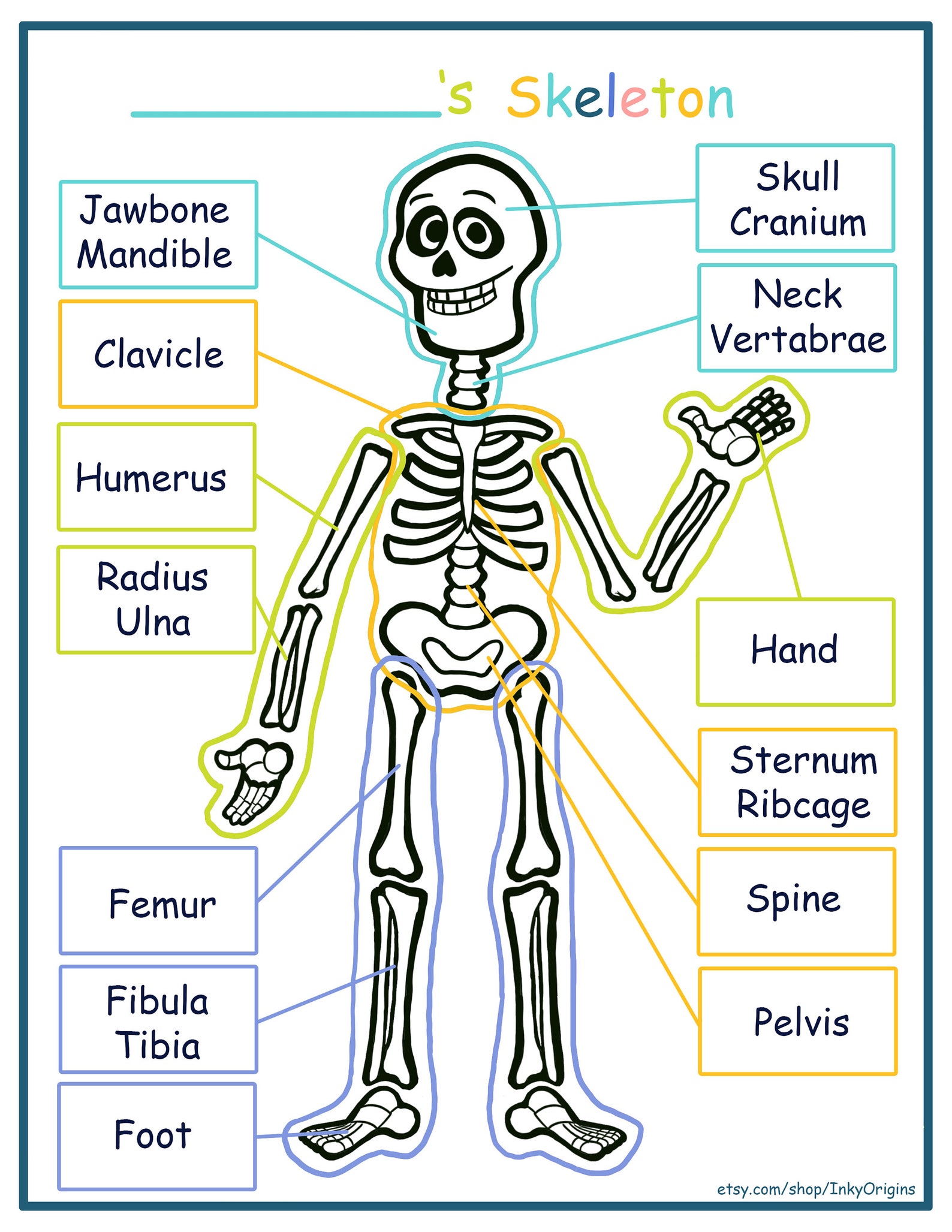 Printable Skeleton Activity Pack, Coloring Page, Kids Learning Science ...