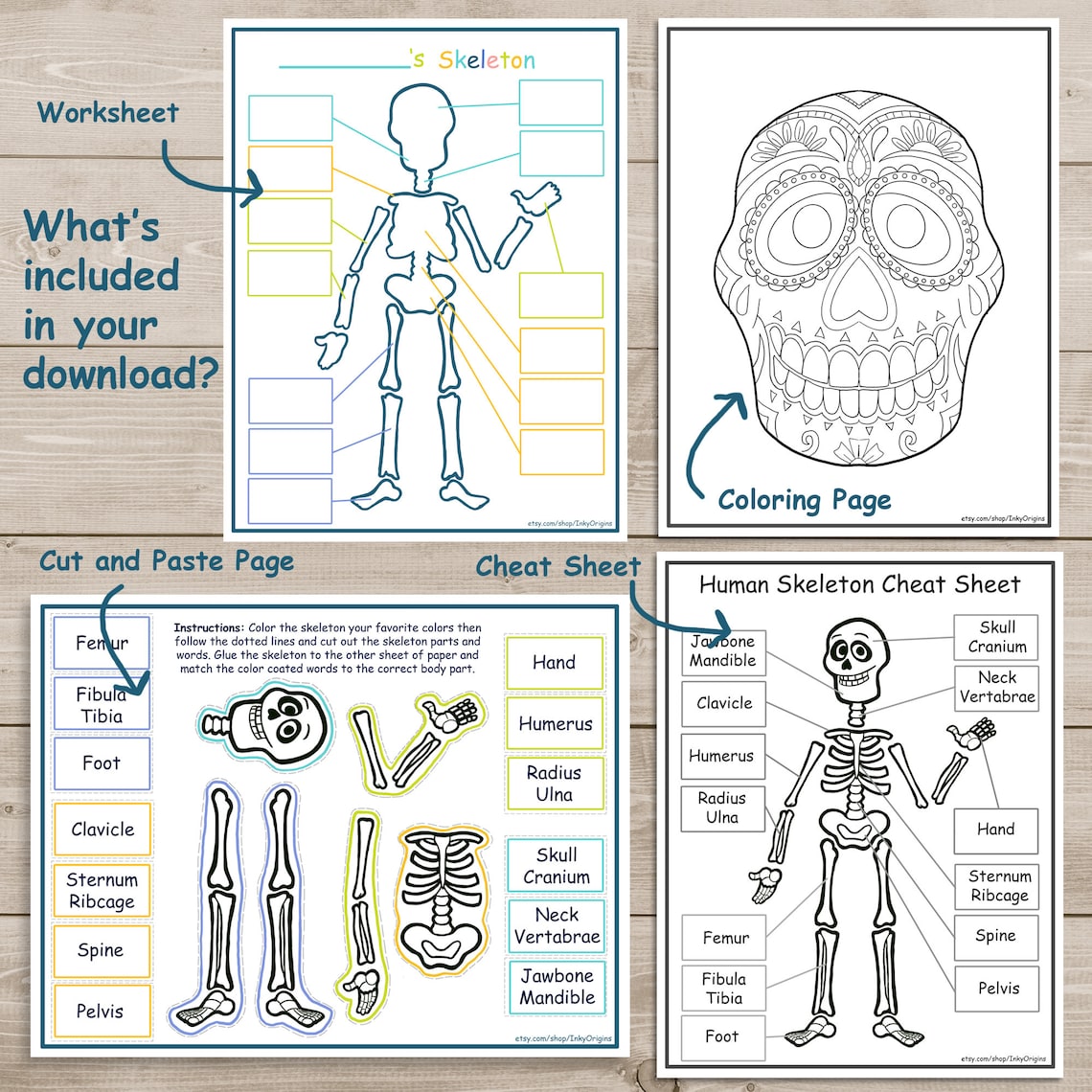 Printable Skeleton Activity Pack, Coloring Page, Kids Learning Science ...