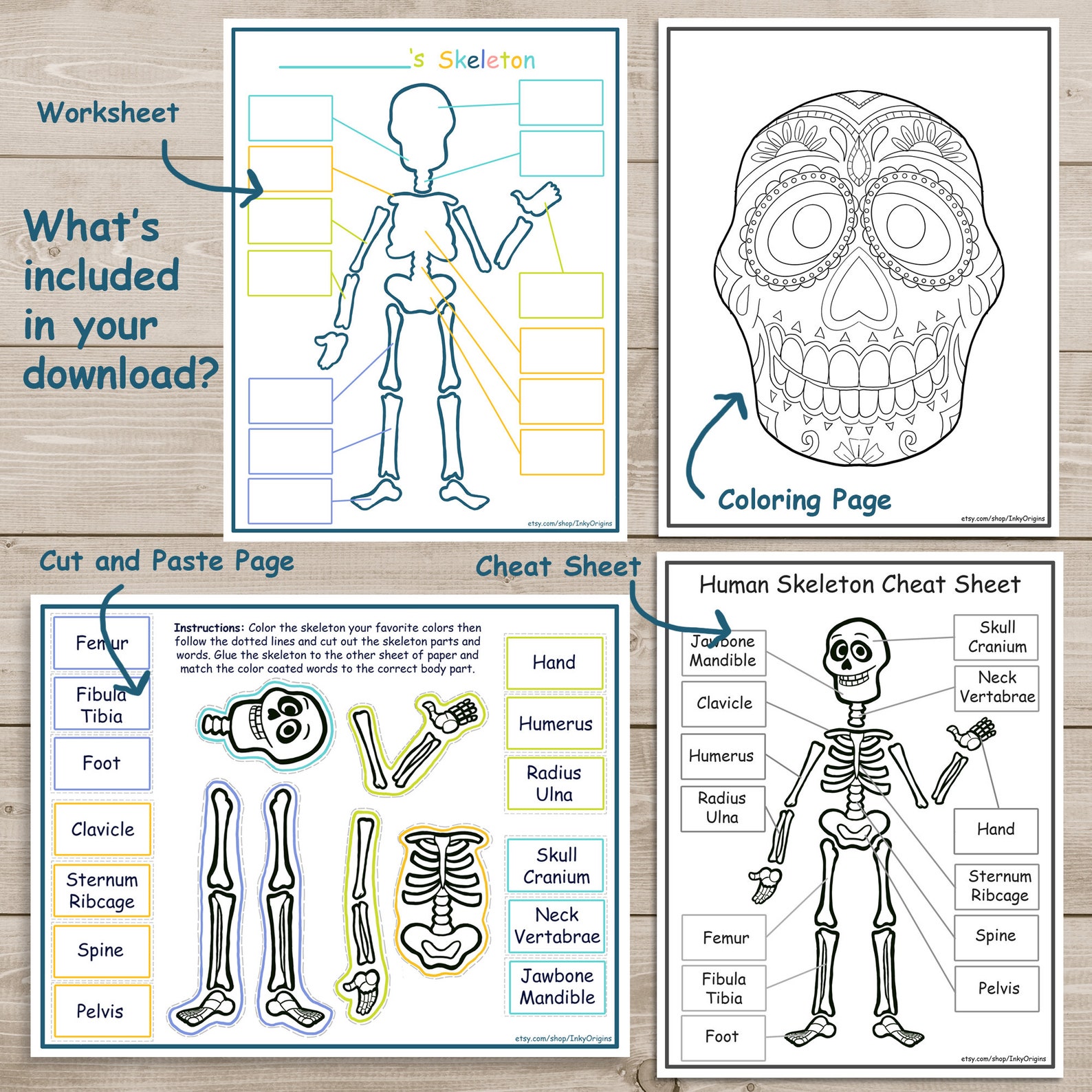 Printable Skeleton Activity Pack, Coloring Page, Kids Learning Science ...