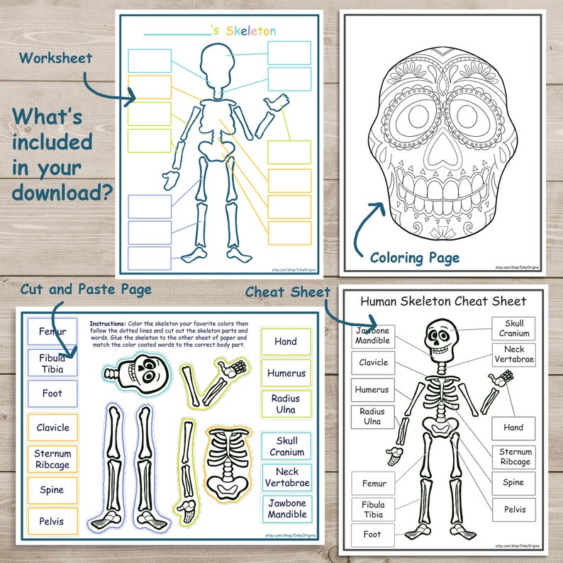Printable Skeleton Activity Pack, Coloring Page, Kids Learning Science ...