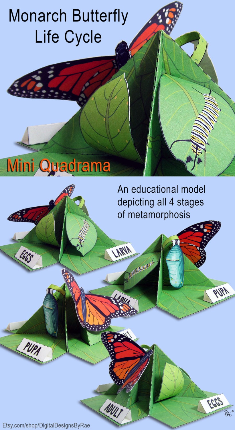 Life Cycle Of Butterfly Model