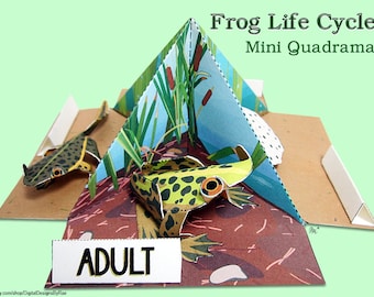 Frog Life Cycle | Etsy