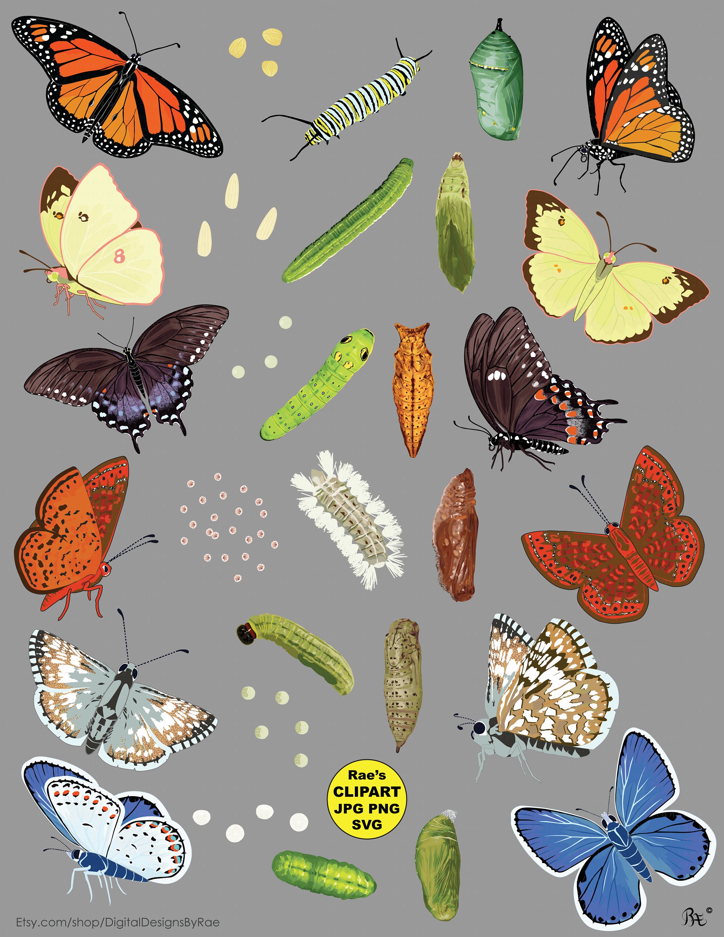 Butterflies Lifecycle Clipart Set With 6 Species of Butterfly - Etsy