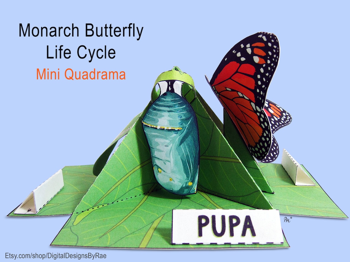 Monarch Butterfly Life Cycle Mini Quadrama Educational Paper Toy Model ...