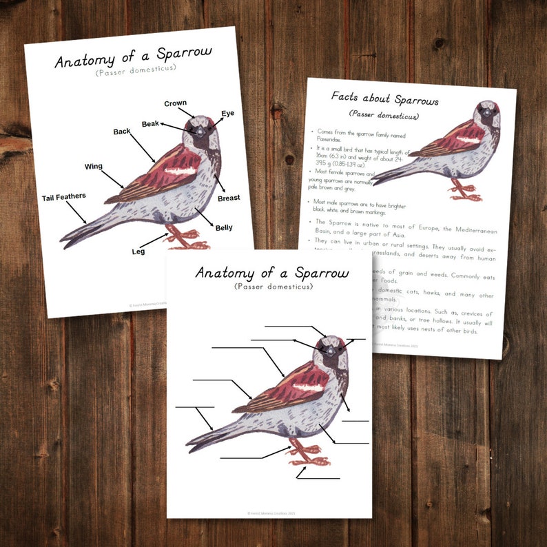 Anatomy of a Sparrow - Etsy