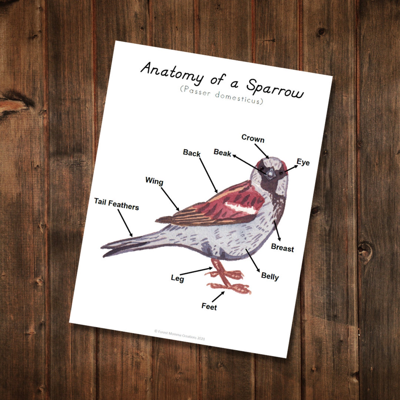 Anatomy of a Sparrow - Etsy