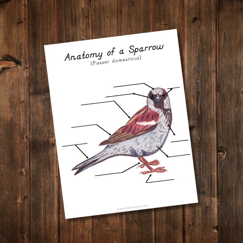 Anatomy of a Sparrow - Etsy