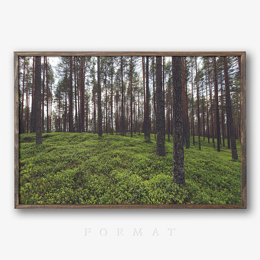 TALL TREES, Nature Prints, Landscape Prints, Big Prints, Large Prints ...