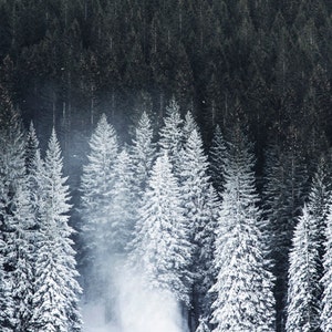 DUST OF SNOW, Alpine Forest, Landscape Print, Snowfall, Winter Scene ...