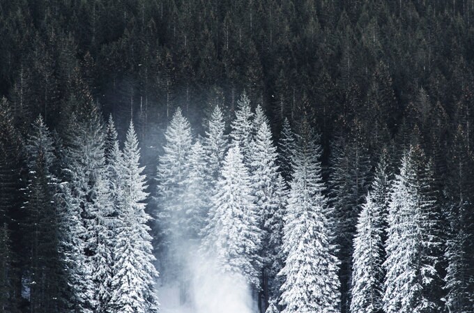 DUST OF SNOW, Alpine Forest, Landscape Print, Snowfall, Winter Scene ...
