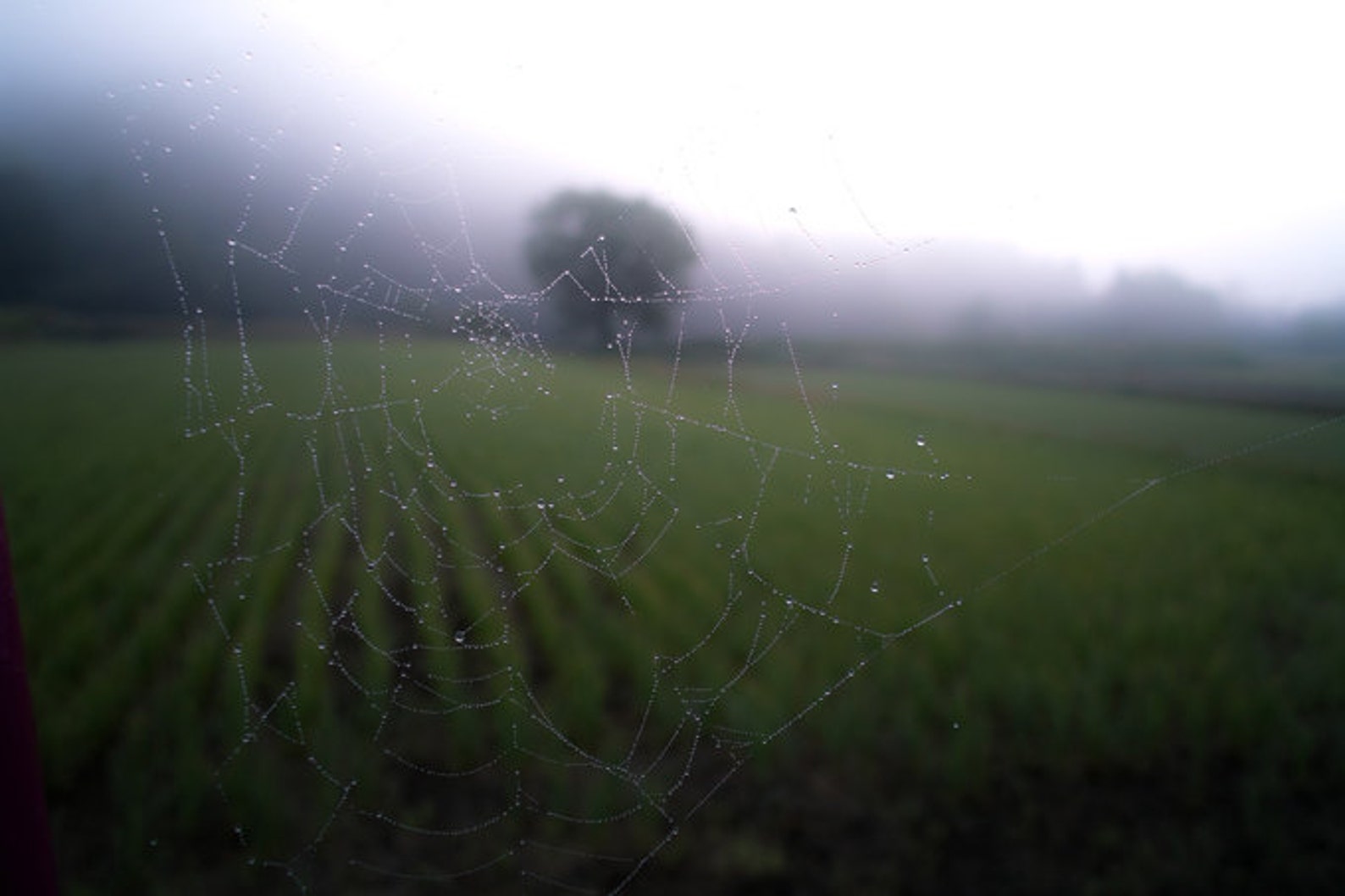 JEWELED DECEPTION, Dewy Spider Web, Nature Photography, Fine Art Photo ...