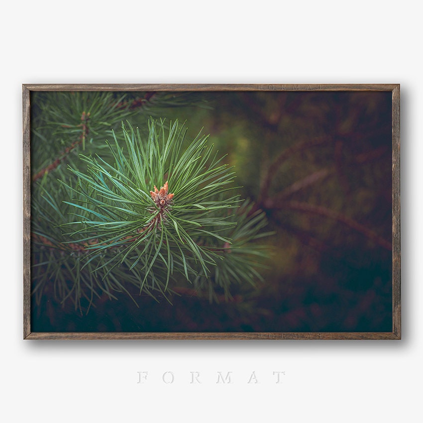 NATURE ART PRINT, Rustic Decor, Woodlands, Pine Leaves, Forest, Woods ...