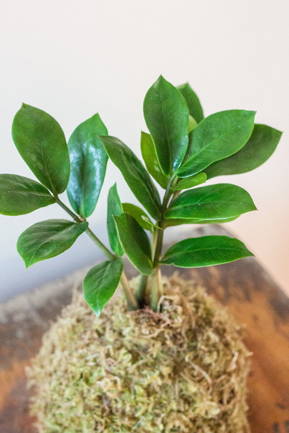 Zamiifolia ZeZe Plant Kokedama | Etsy