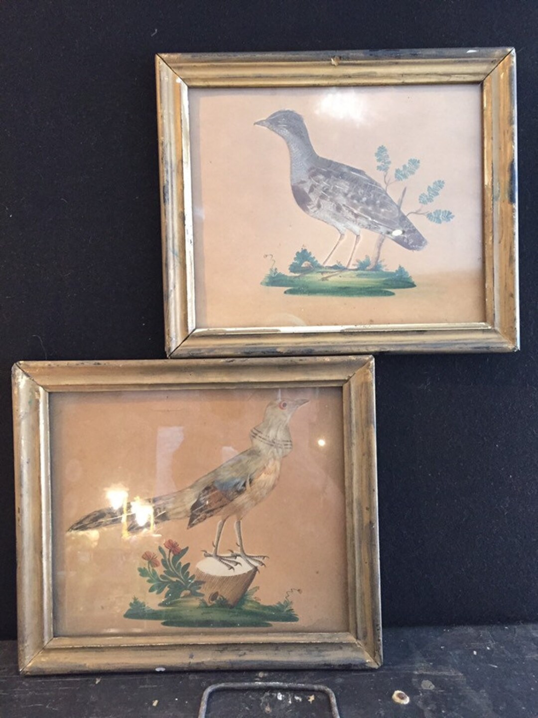 Antique Taxidermy Frames of Birds W Feathers & Hand Painted Details ...