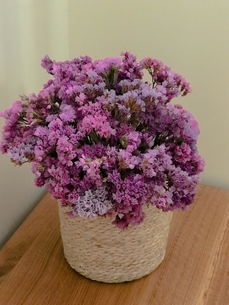 Dried Limonium Flowers, Preserved Statice Lavender Colors, Dried ...