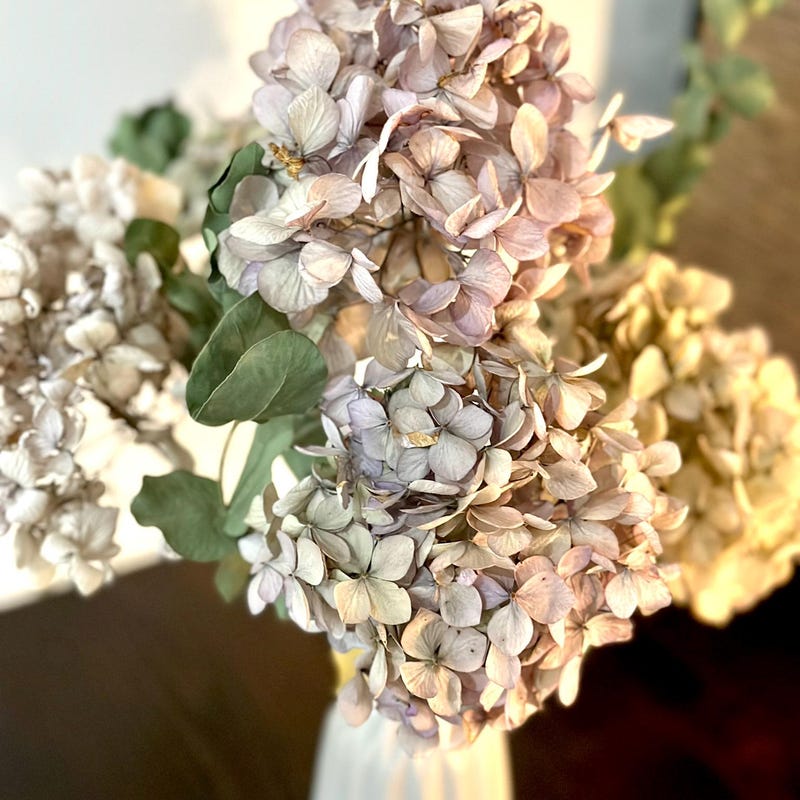 Dried Hydrangea - Etsy