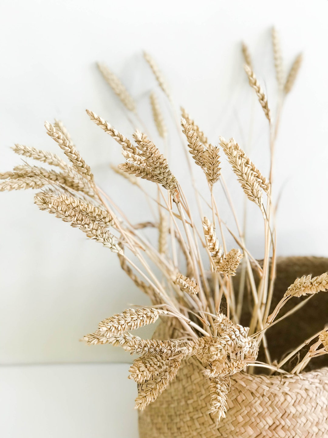 50 Dried Wheat Stems, Wheat Stalks, Dried Wheat Bunch, Natural Dried ...