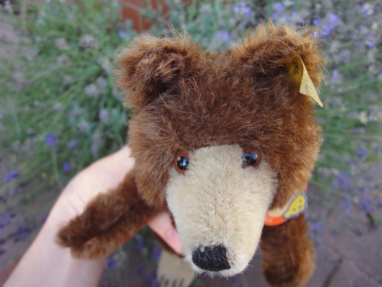 Vintage Steiff Teddy Baby All Id's Steiff Button Chest Tag Dated 1950's ...