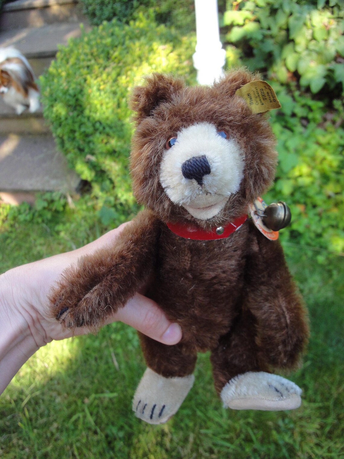 Vintage Steiff Teddy Baby All Id's Steiff Button Chest Tag Dated 1950's ...