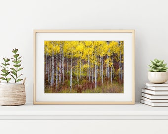 Aspen Tree Art, Fall Photography Framed Photo, Autumn Photograph ...