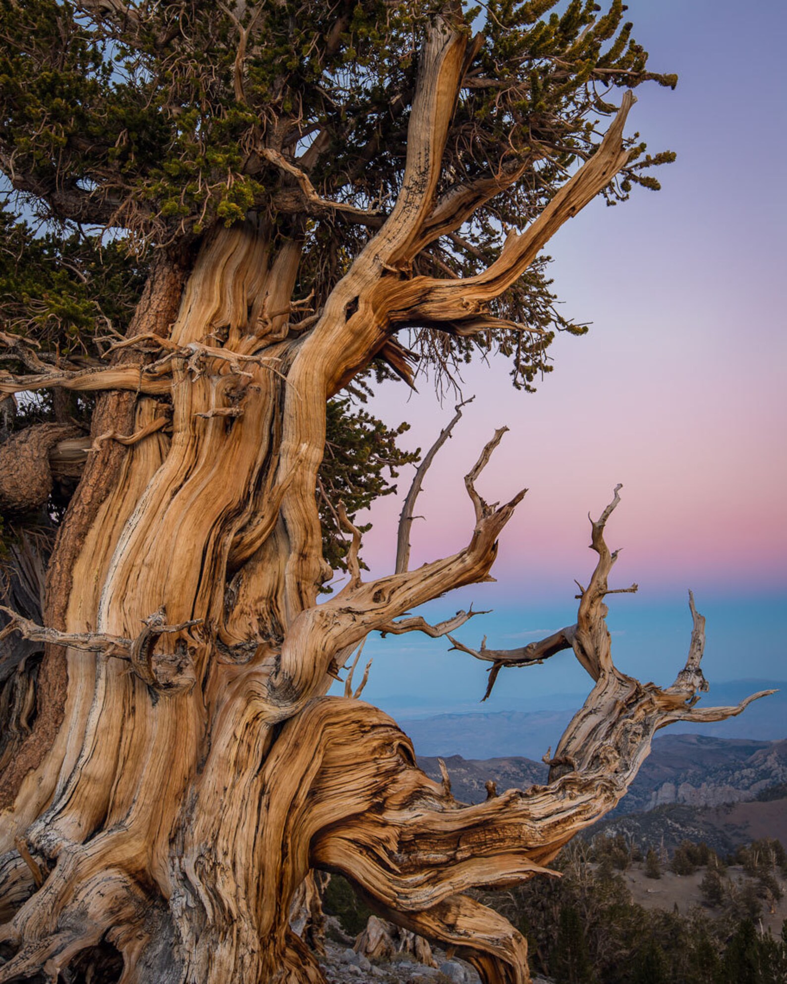 Fine Art Photo Print Ancient Bristlecone Pine Forest Tree Etsy fine-art-photo-print-ancient-bristlecone-pine-forest-tree-etsy