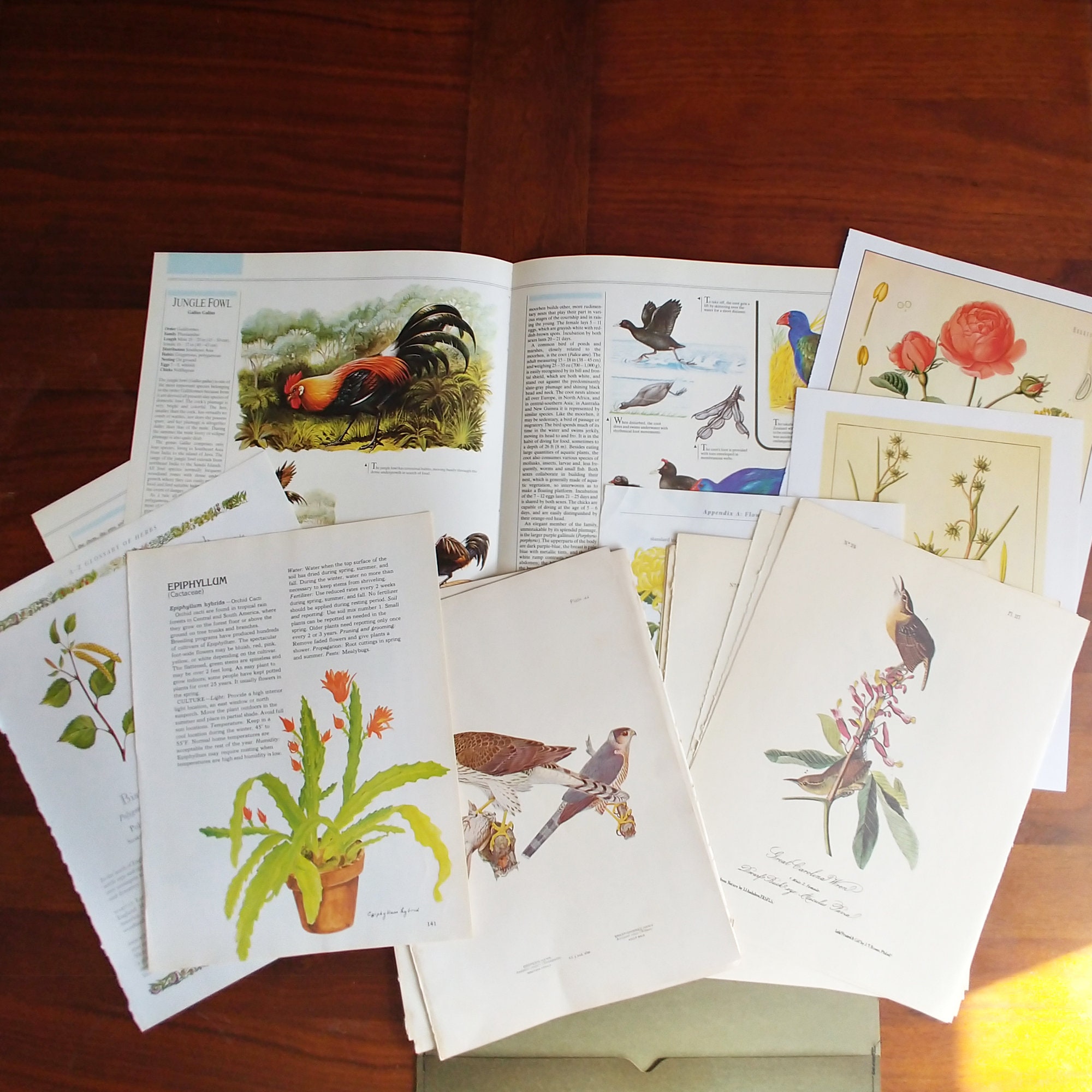 Nature Lovers Book Page Pack Birds Butterflies Botanicals - Etsy