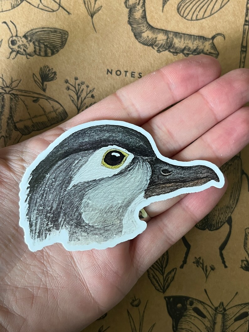 Female Wood Duck Sticker - Etsy