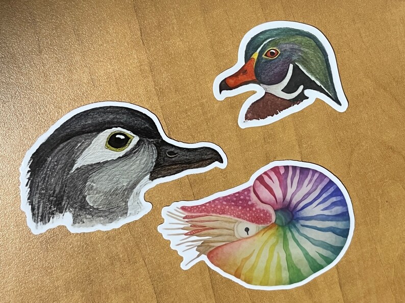 Watercolor Male Wood Duck Sticker - Etsy
