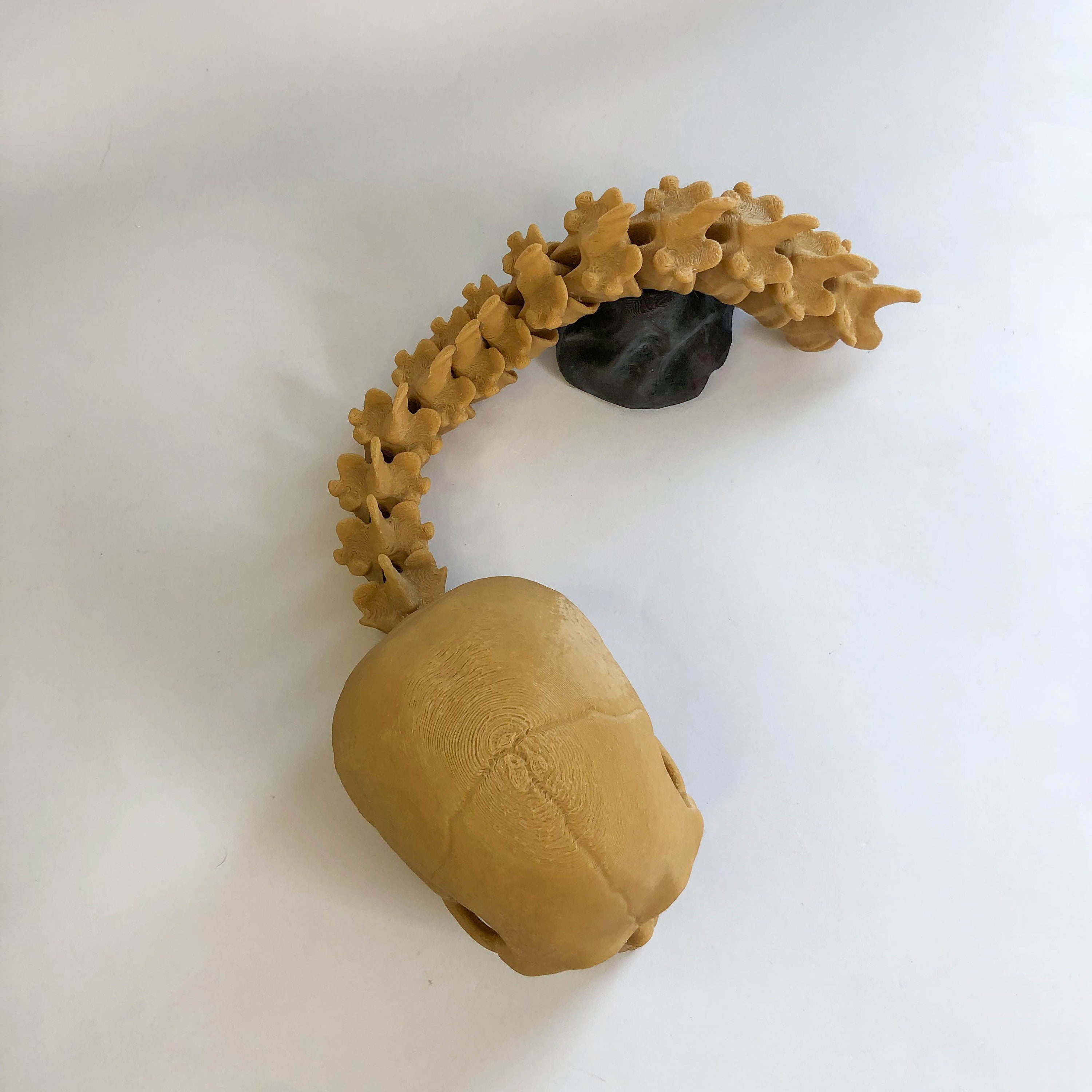 Predator Hunting Human Skull and Spine Trophy Flexible Toy - Etsy