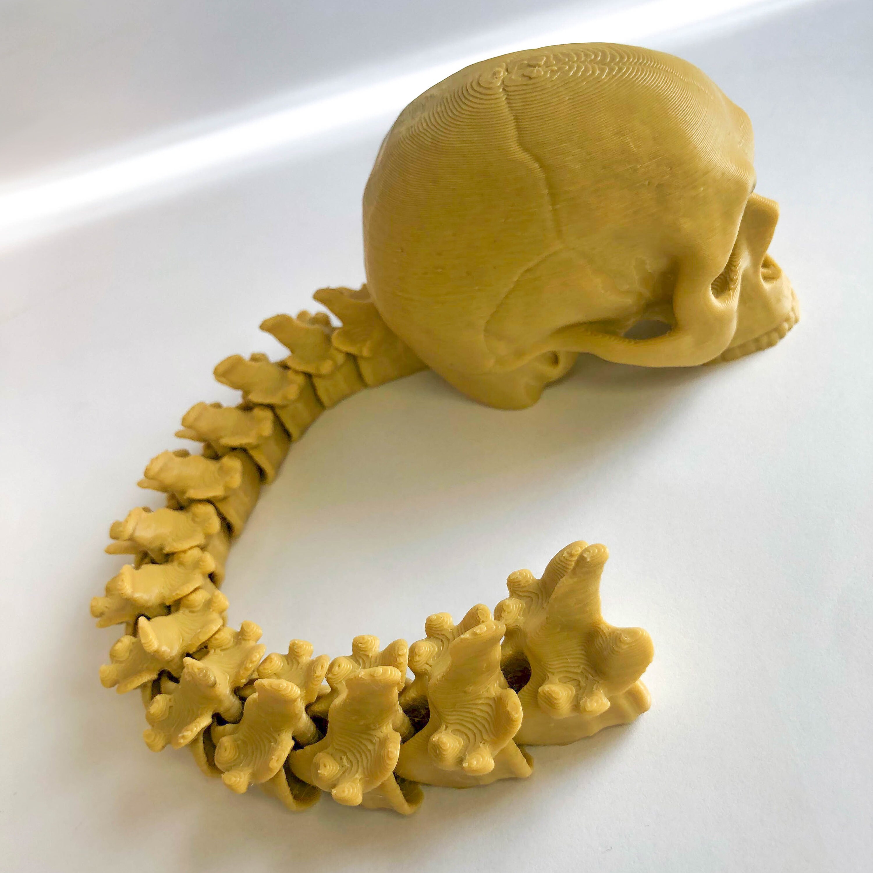 Tiny Skull and Spine Decorations - Predator Hunting Human Skull and ...