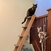 Cat Ladder 7 Step Cherry Hardwood Movable Cat Perch Always Somewhere ...