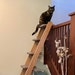 Cat Ladder 7 Step Cherry Hardwood Movable Cat Perch Always Somewhere ...
