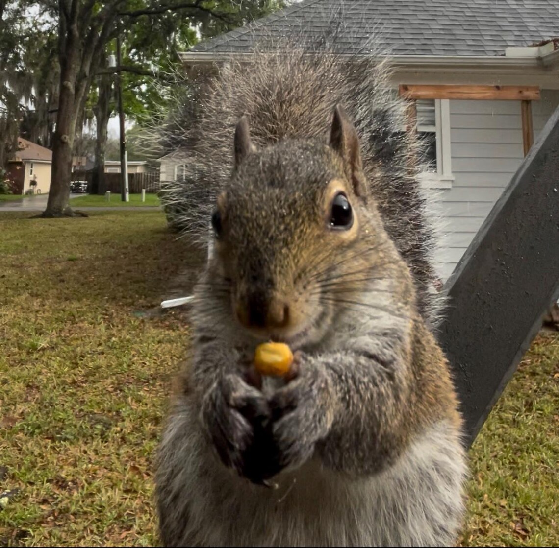 Newtypatootys Squirrel Feeder Plans for the Wheel - Etsy