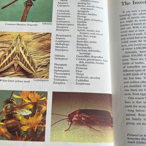 The Insect World/ the Golden Library of Knowledge/ Hardcover/ Vintage ...